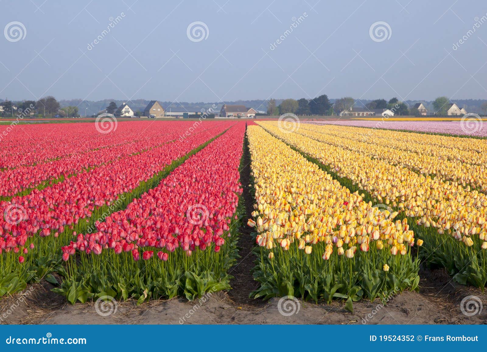Dutch Tulip fields stock photo. Image of tulips, horizontal - 19524352