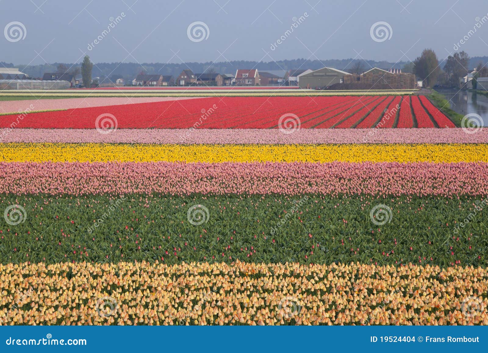 Dutch Tulip Fields Royalty-Free Stock Image | CartoonDealer.com #19351234