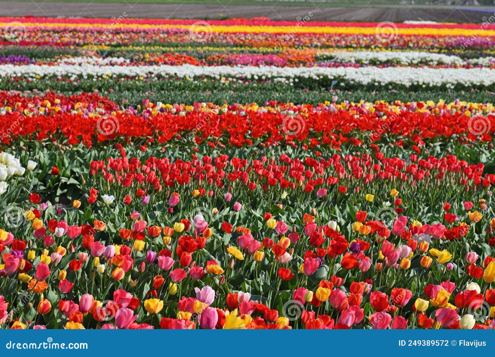 Dutch tulip fields stock photo. Image of full, diagonal - 249389572