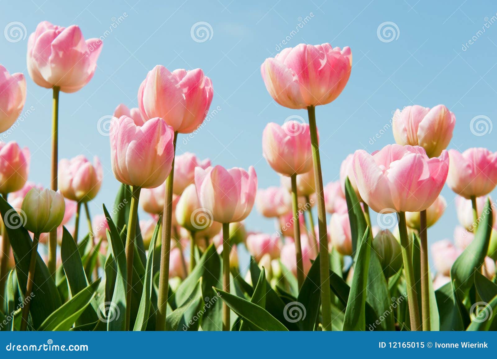 Dutch tulips stock image. Image of springtime, flower - 12165015