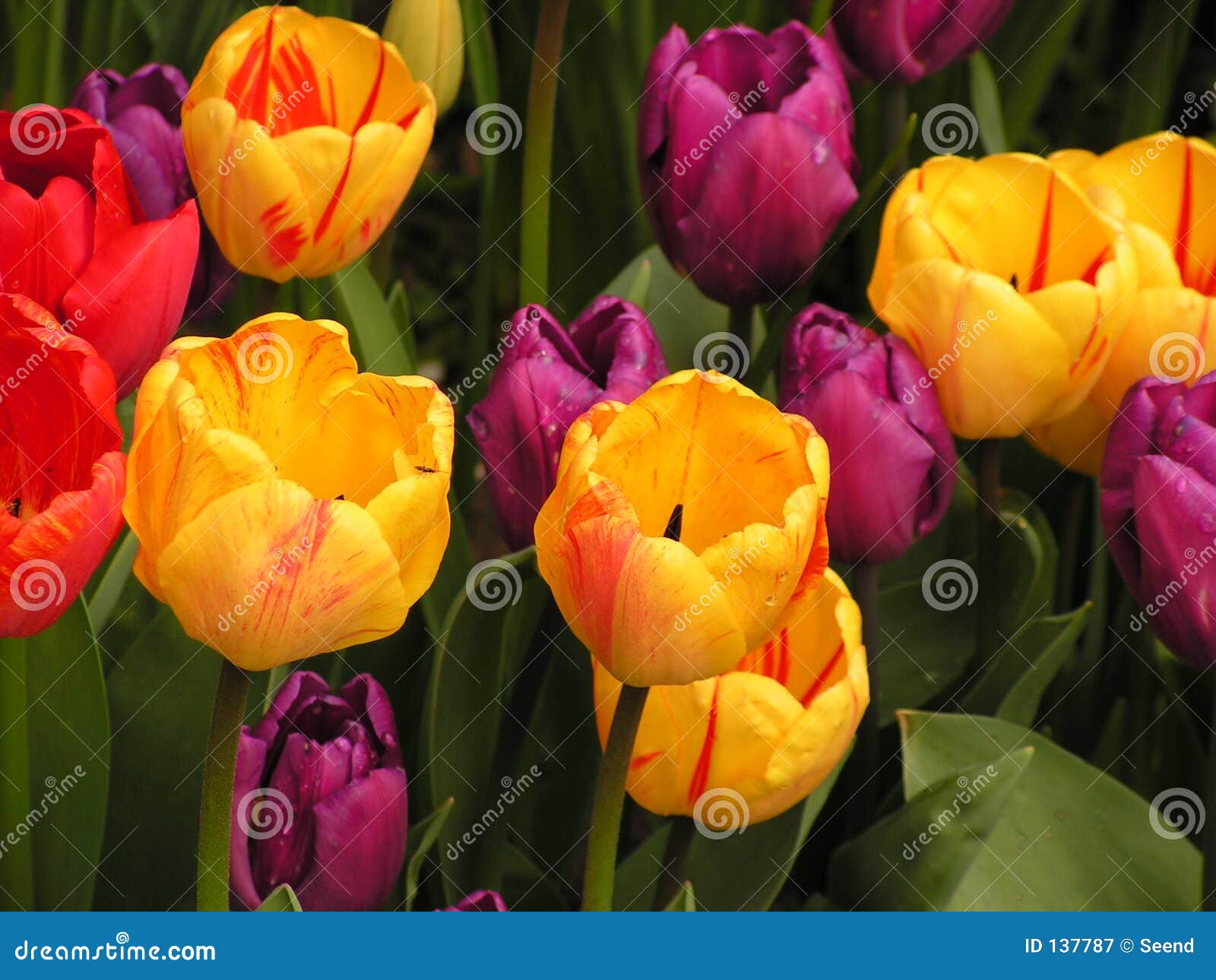 Dutch tulips stock image. Image of flower, tulips, close - 137787