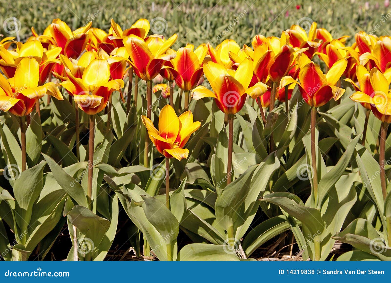 Dutch tulips stock photo. Image of flower, netherlands - 14219838