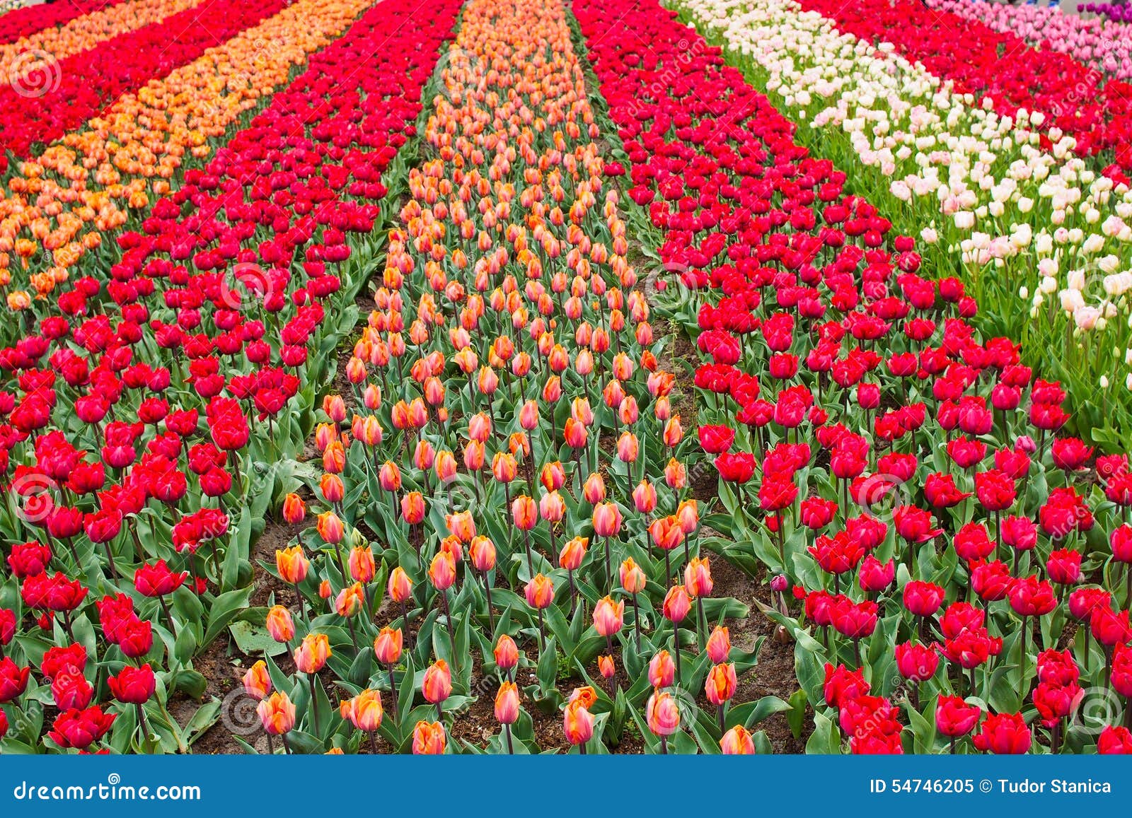 Dutch Tulips stock image. Image of dutch, holland, pattern - 54746205