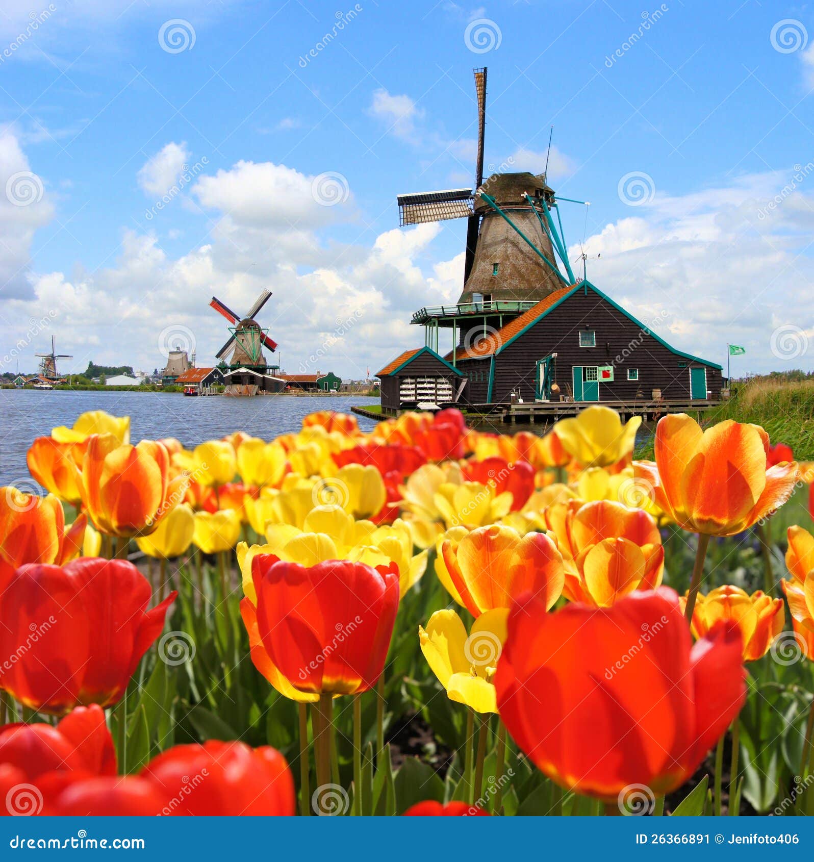 Dutch tulips and windmills stock image. Image of nature - 26366891