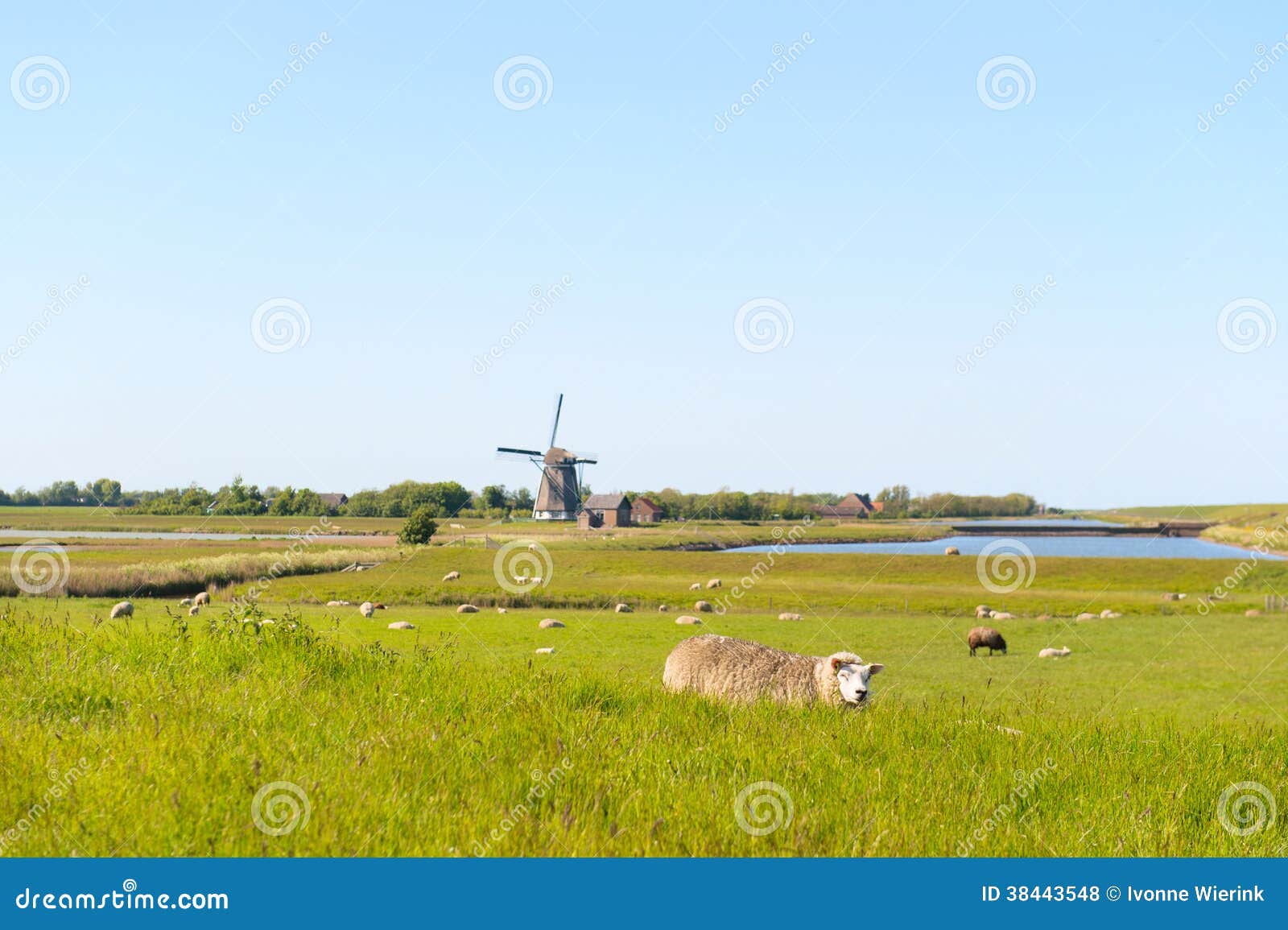 Dutch wadden island Texel stock photo. Image of livestock - 38443548