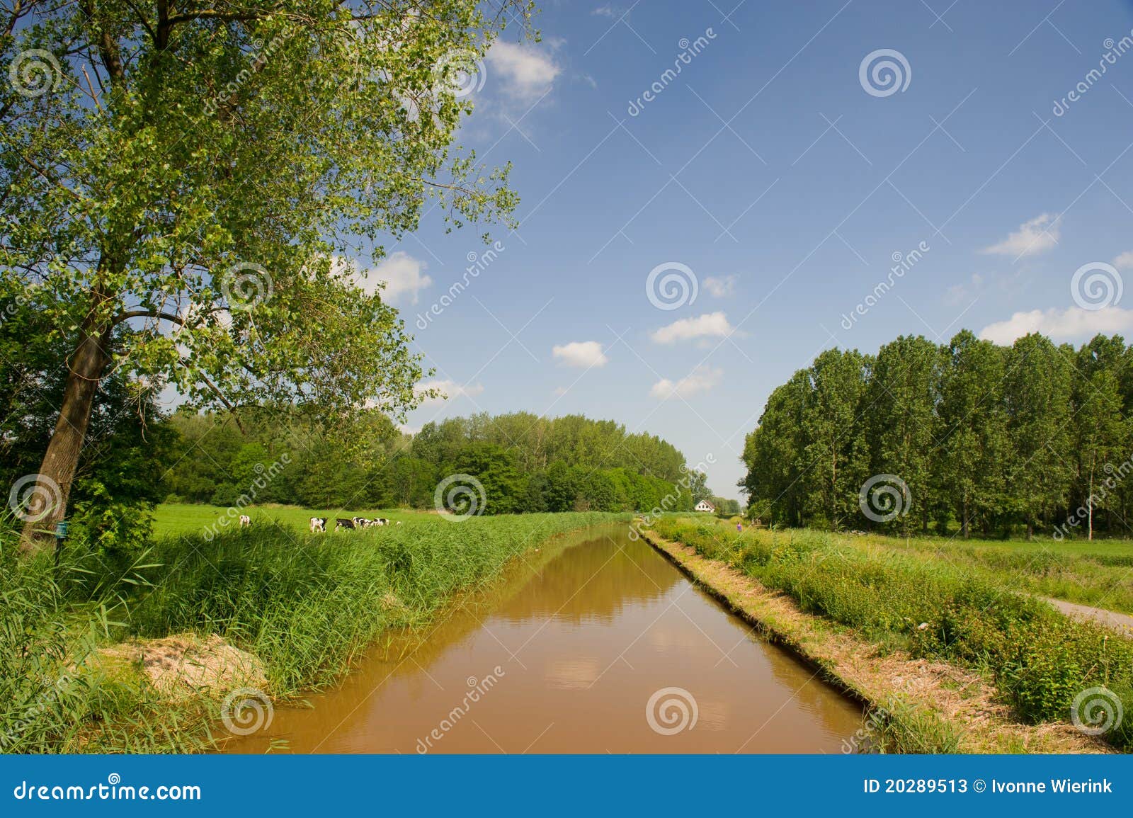 Dutch water landscape stock image. Image of river, dutch - 20289513