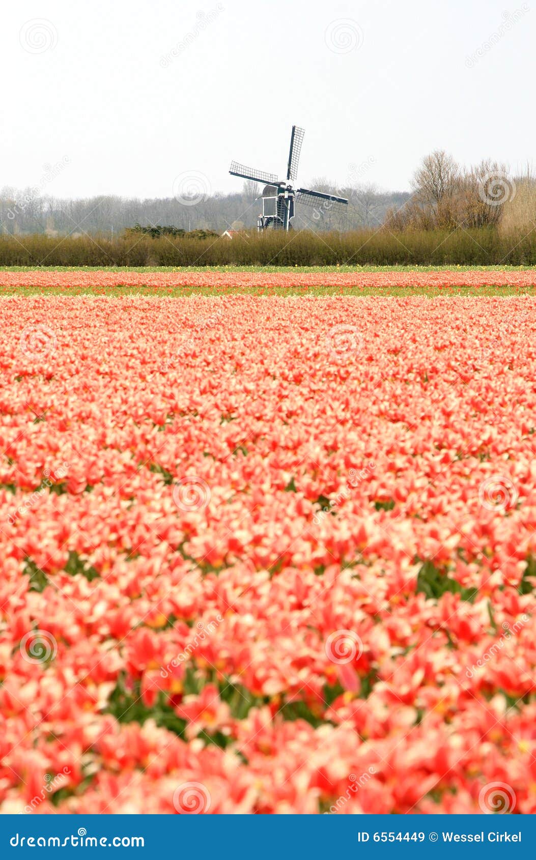 Dutch Wind Mill and Red Tulip Fields Stock Image - Image of european ...