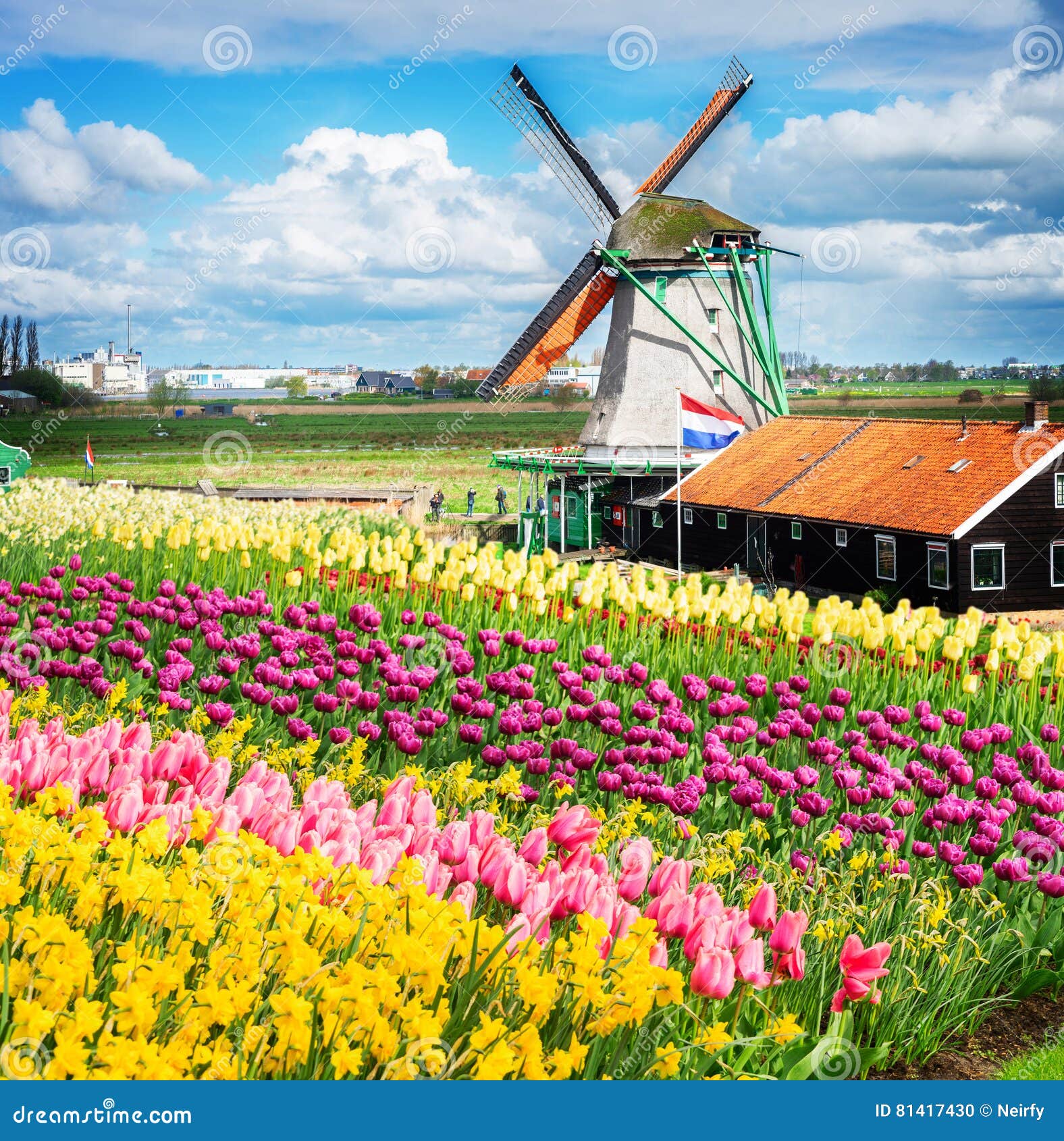 Dutch wind mills stock photo. Image of museum, farm, building - 81417430