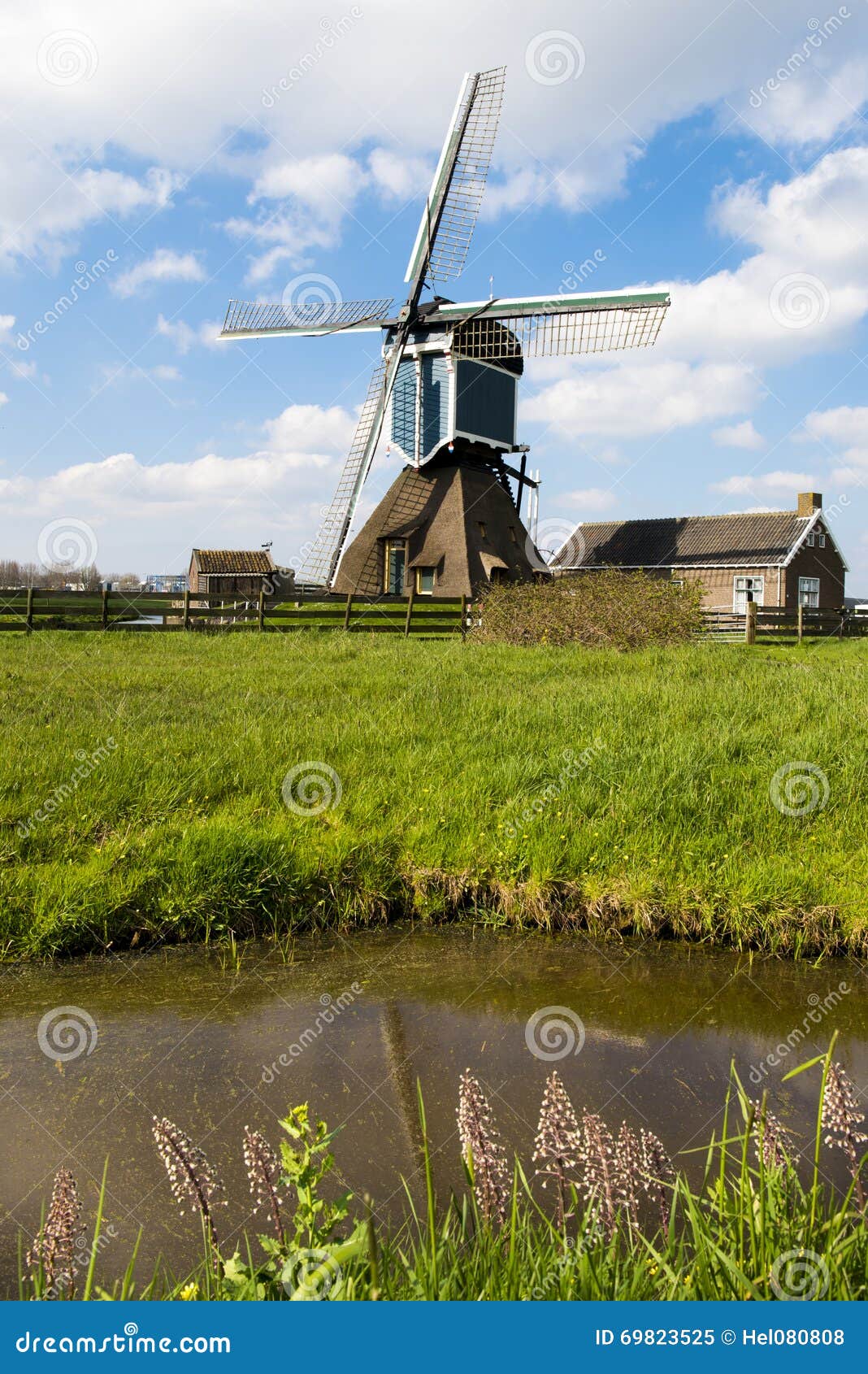 Dutch Windmill with Flowering Meadow in Spring Stock Image - Image of ...