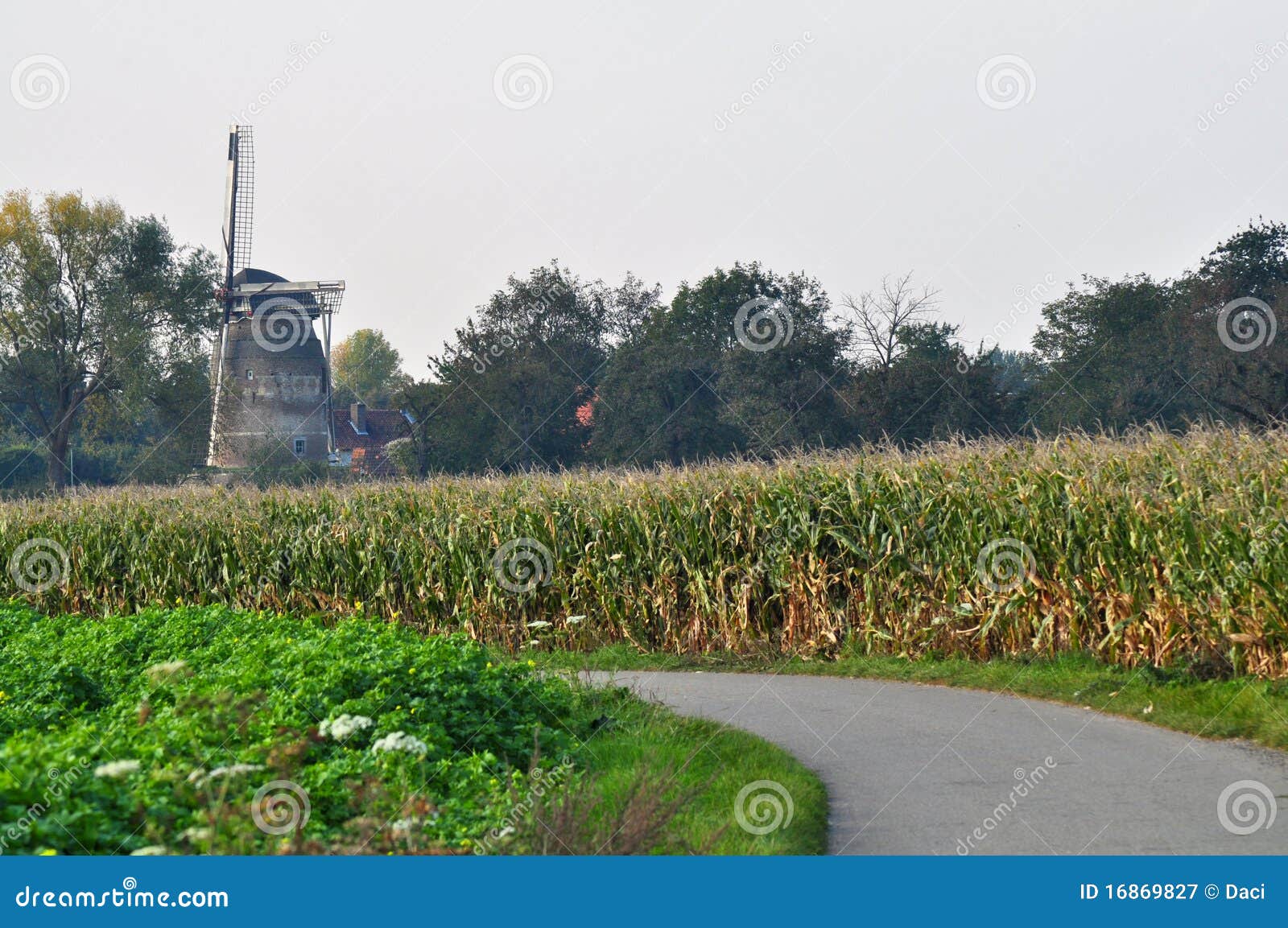 Dutch Windmill in Autumn Colors Stock Image - Image of cloud, customs ...