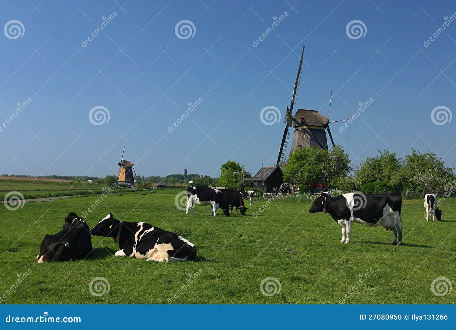Dutch windmill and cow stock photo. Image of kinderdijk - 27080950
