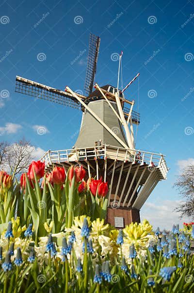 Dutch windmill and tulips stock image. Image of space - 2138723