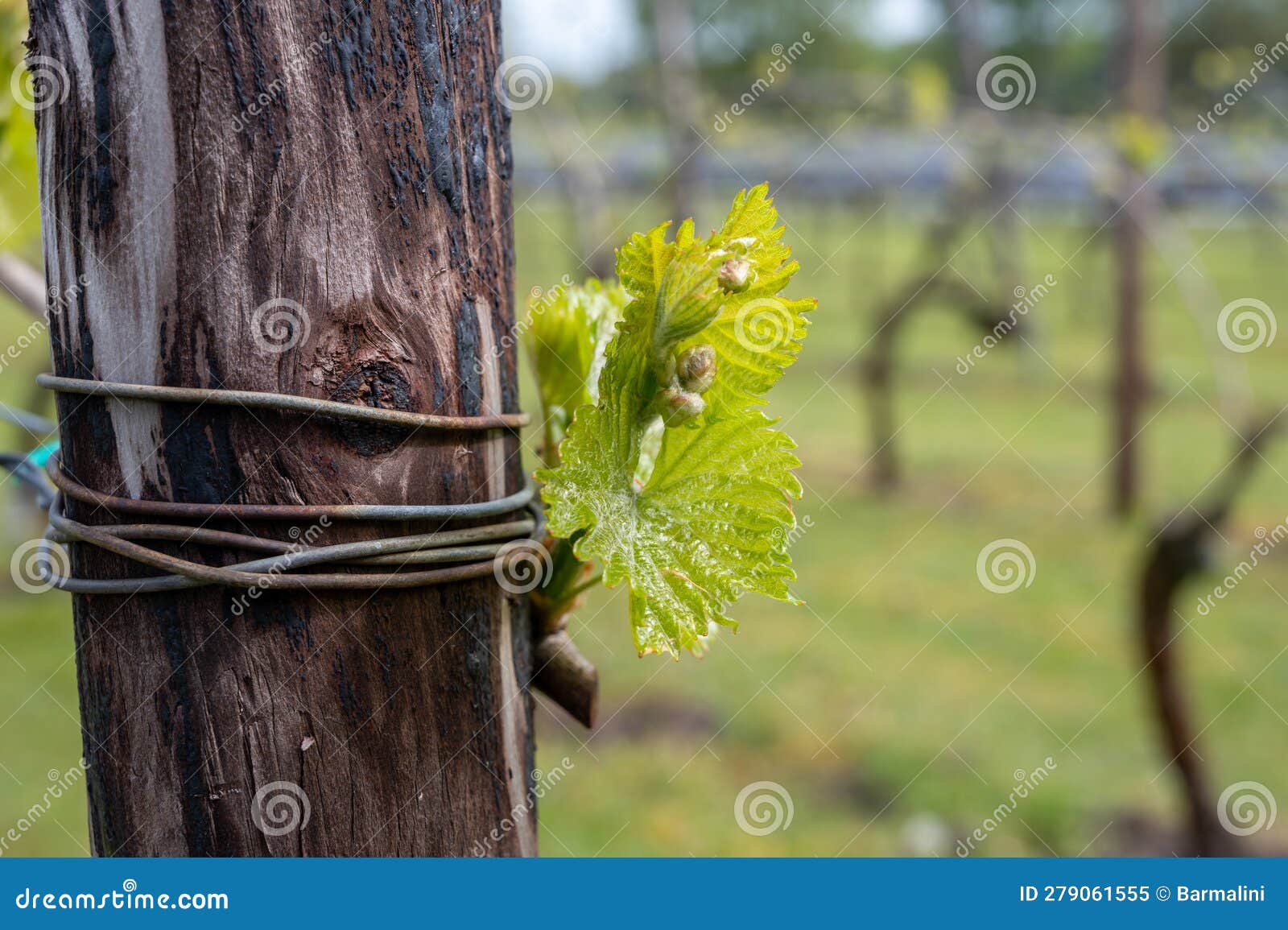 Dutch Winery and Vineyard in North Brabant, Netherlands, Rows on ...