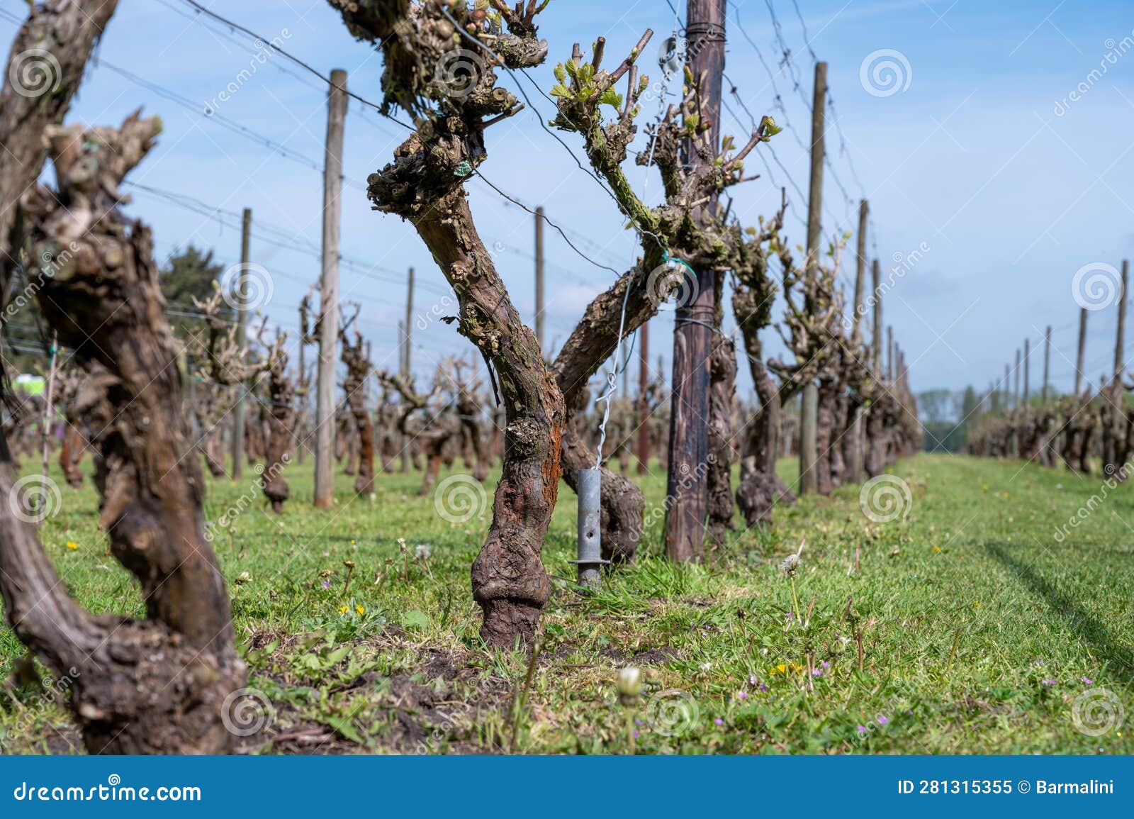 Dutch Winery and Vineyard in North Brabant, Netherlands, Rows on ...