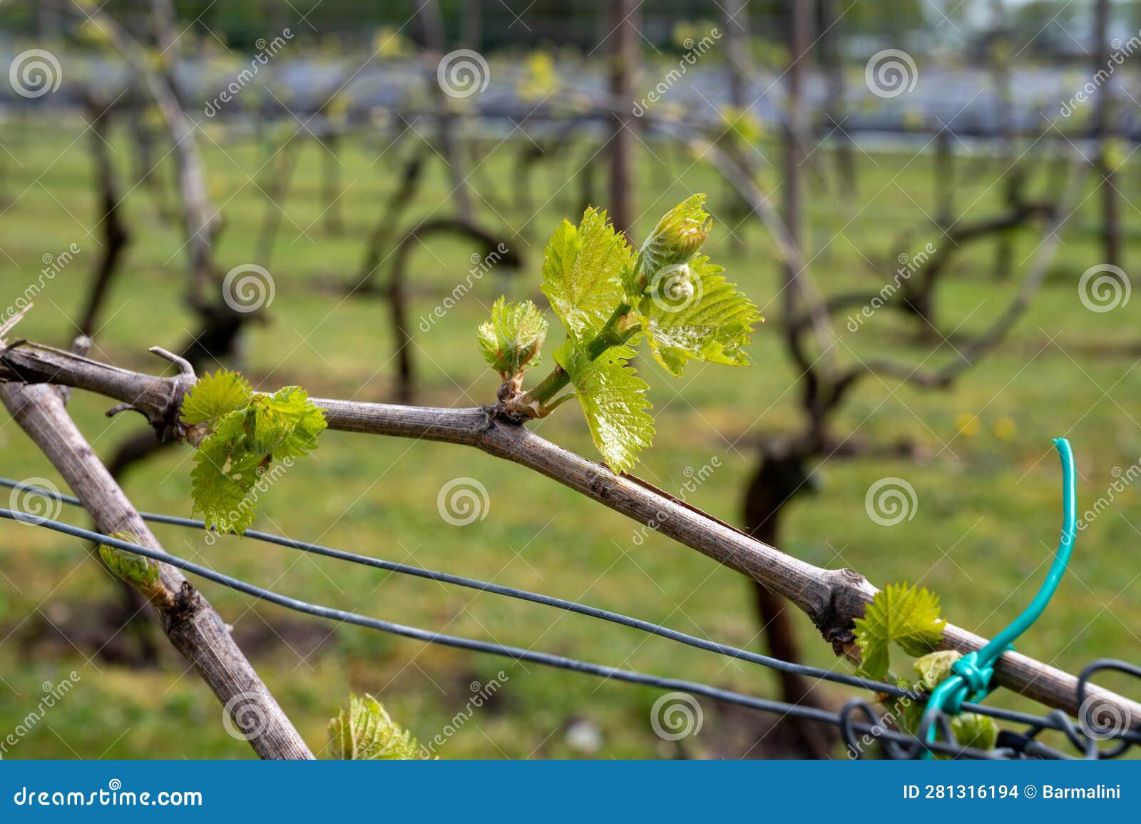 Dutch Winery and Vineyard in North Brabant, Netherlands, Rows on ...