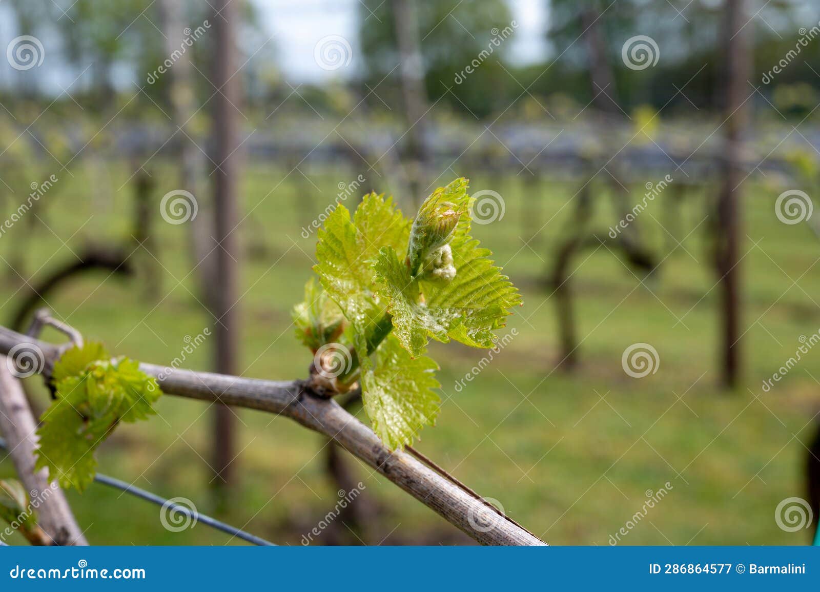 Dutch Winery and Vineyard in North Brabant, Netherlands, Rows on ...