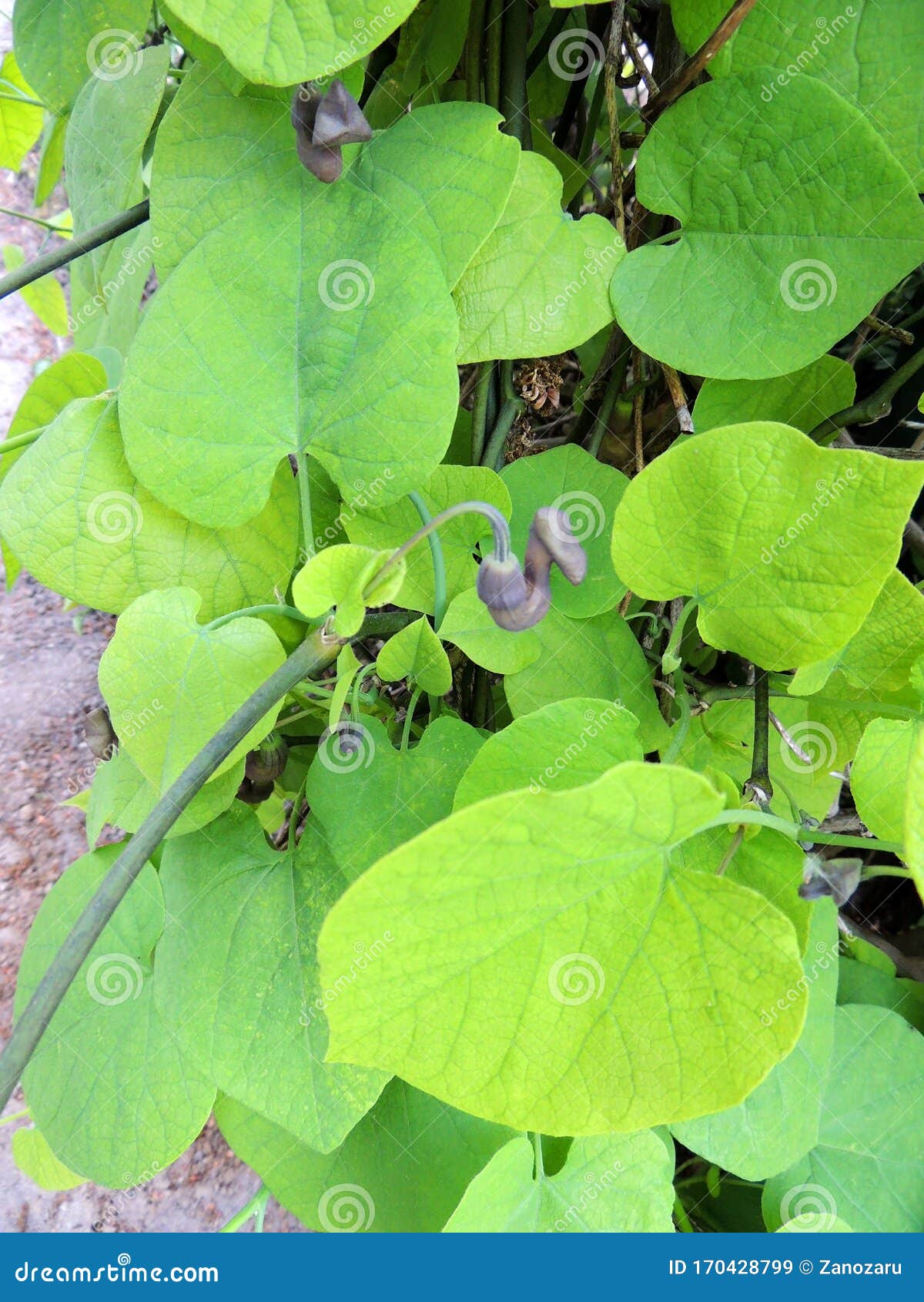 Dutchman`s Pipe or Pipevine Stock Image - Image of leaves, spring ...