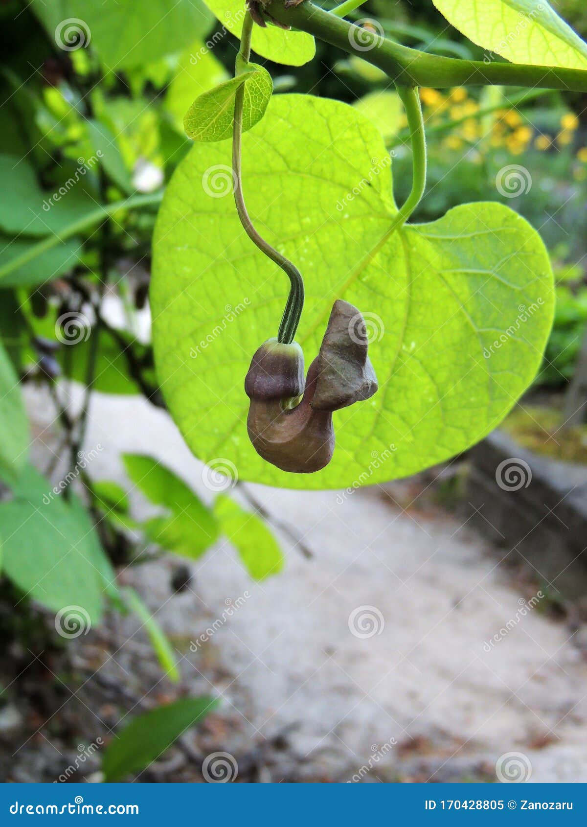 Dutchman`s Pipe or Pipevine Stock Image - Image of liana, pipevine ...
