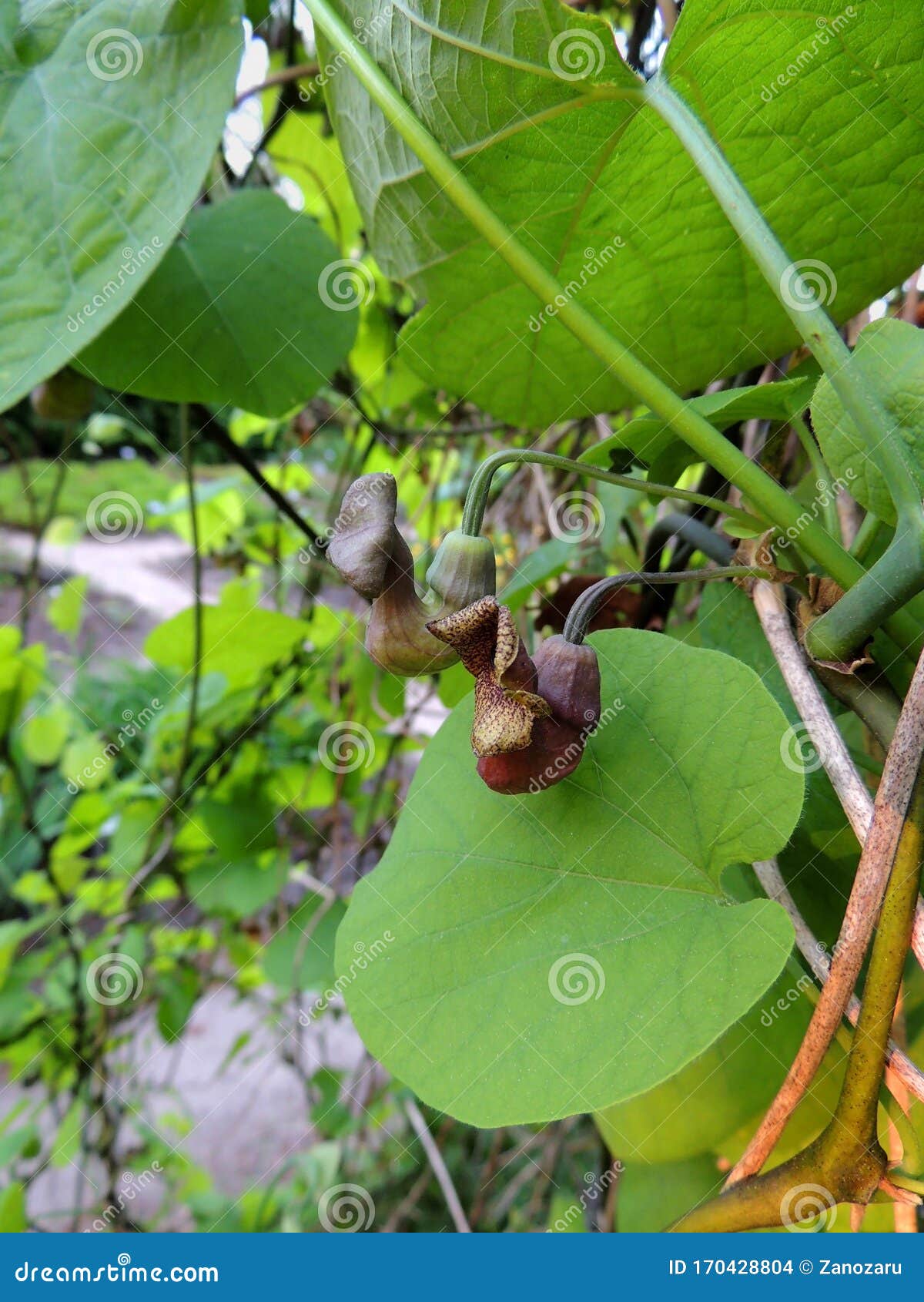 Dutchman`s Pipe or Pipevine Stock Photo - Image of aristolochia, leaves ...