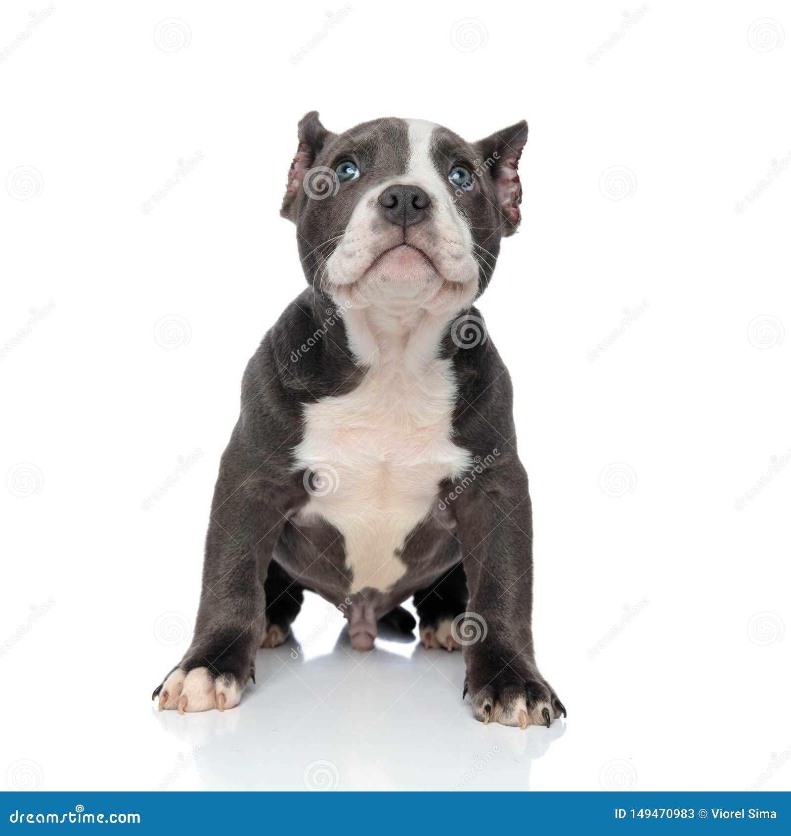 Dutiful American Bully Looking Up Stock Image - Image of dutiful ...