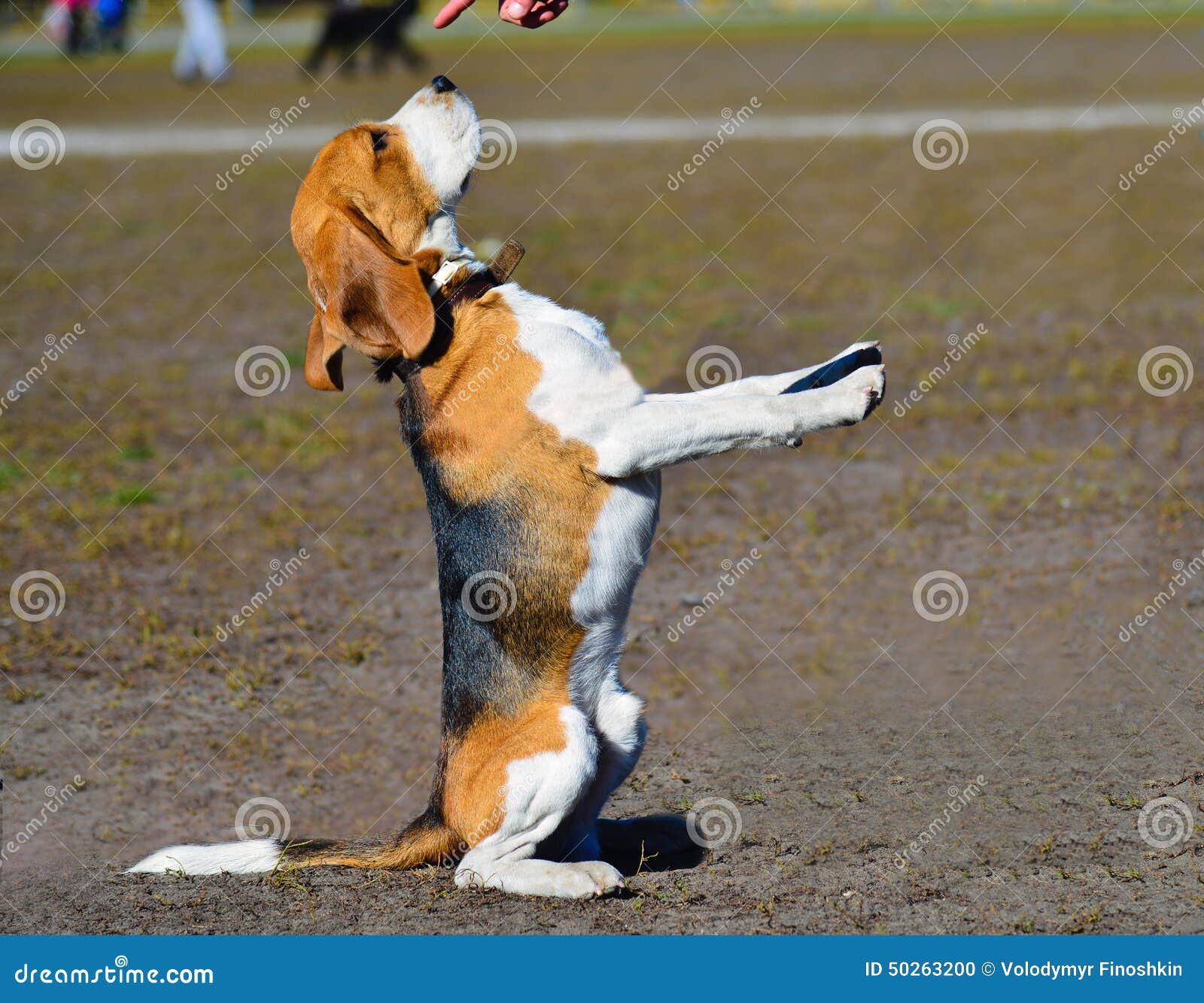 The dutiful Bigle. stock photo. Image of deer, ears, cute - 50263200