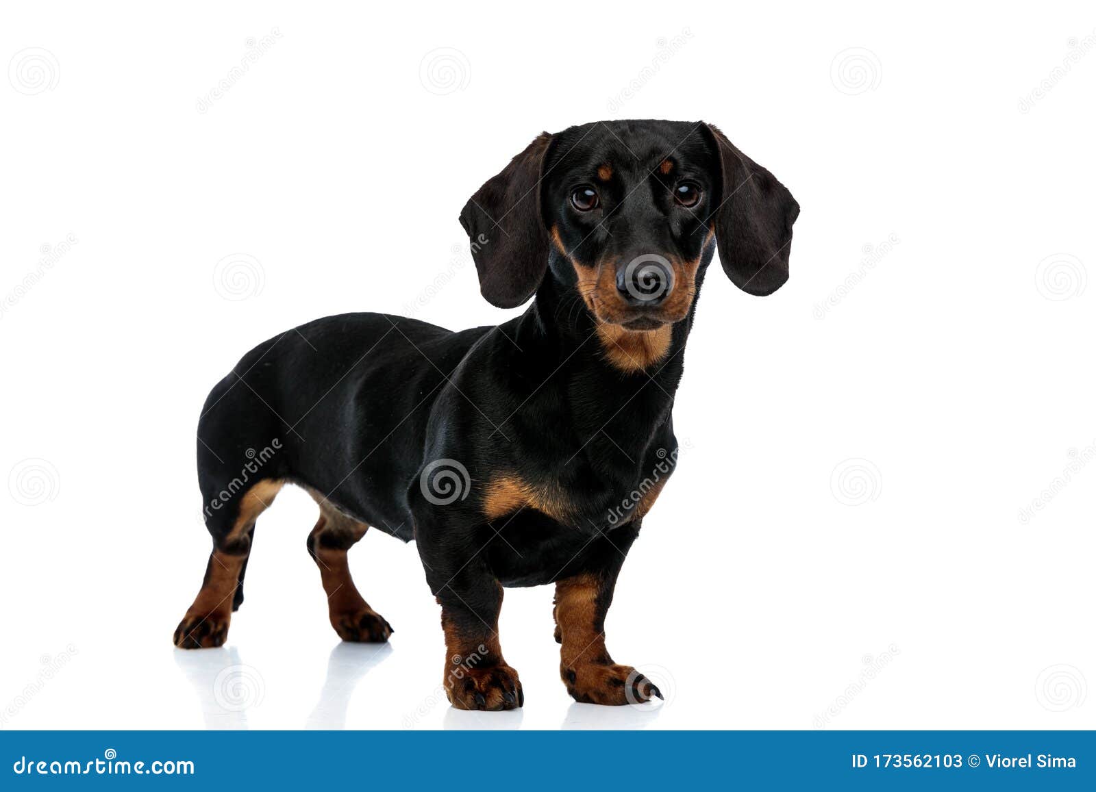 Dutiful Teckel Dog Looking Forward and Waiting Stock Image - Image of ...