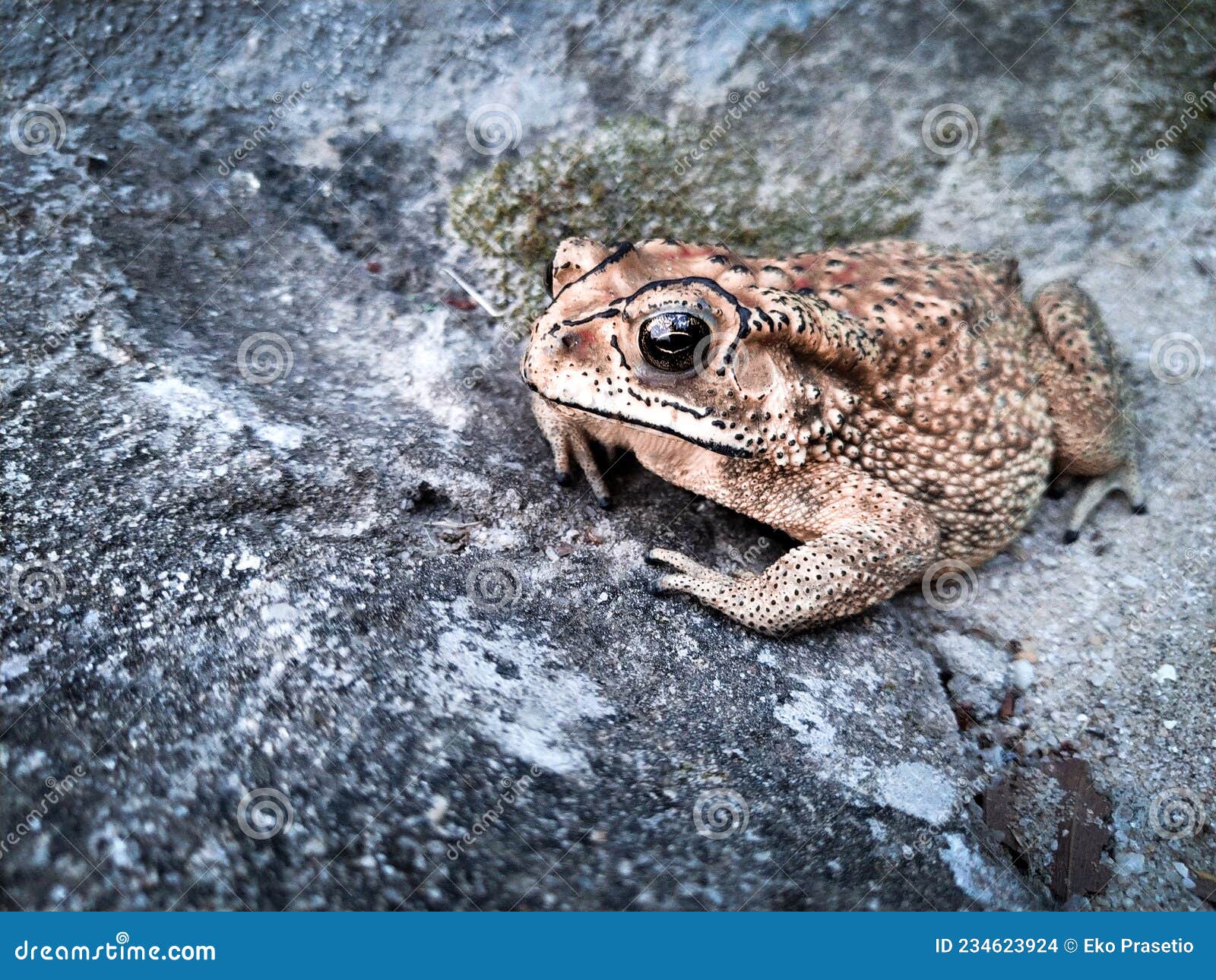 Duttaphrynus Melanostictus is Commonly Called Asian Common Toad Stock ...