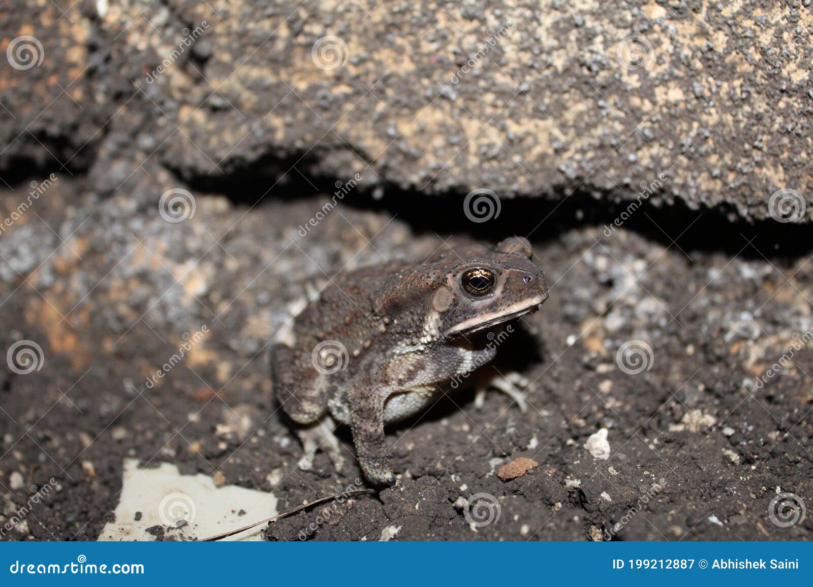 Duttaphrynus Melanostictus is Commonly Called Asian Common Toad, Asian ...