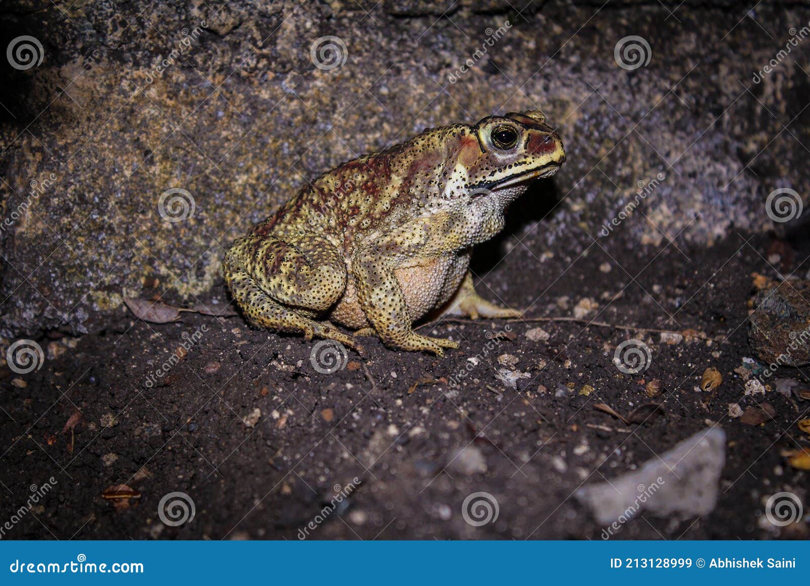 Duttaphrynus Melanostictus is Commonly Called Asian Common Toad, Asian ...