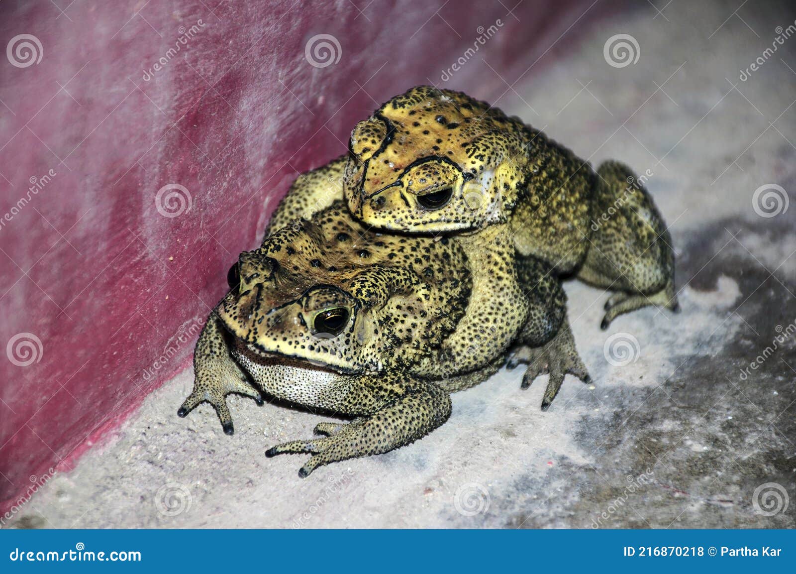Two Common Indian Toads Mating Inside a Garage. Stock Photo - Image of ...