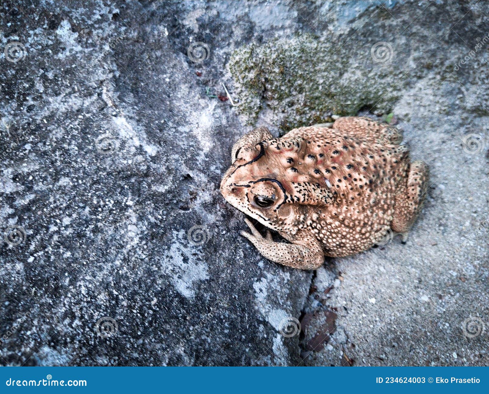 Duttaphrynus Melanostictus is Commonly Called Asian Common Toad Stock ...