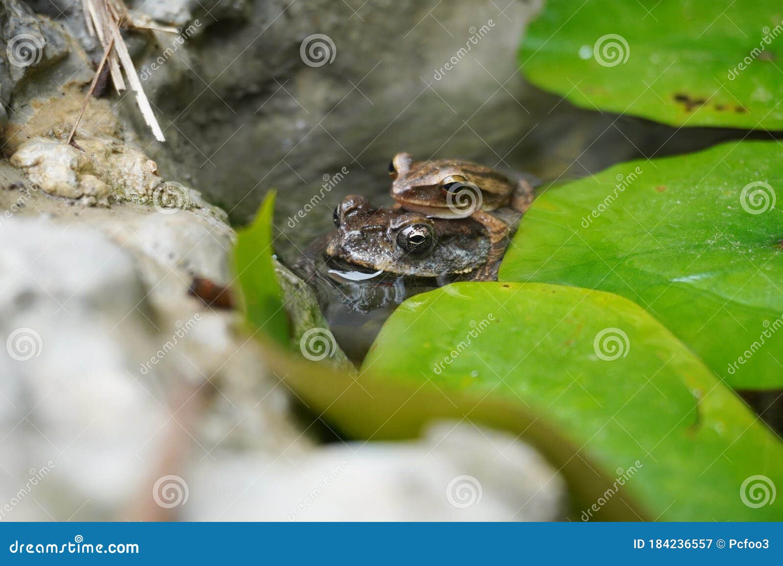 A Baby Frog on a Mother Frog at the Pond. Stock Image - Image of jungle ...
