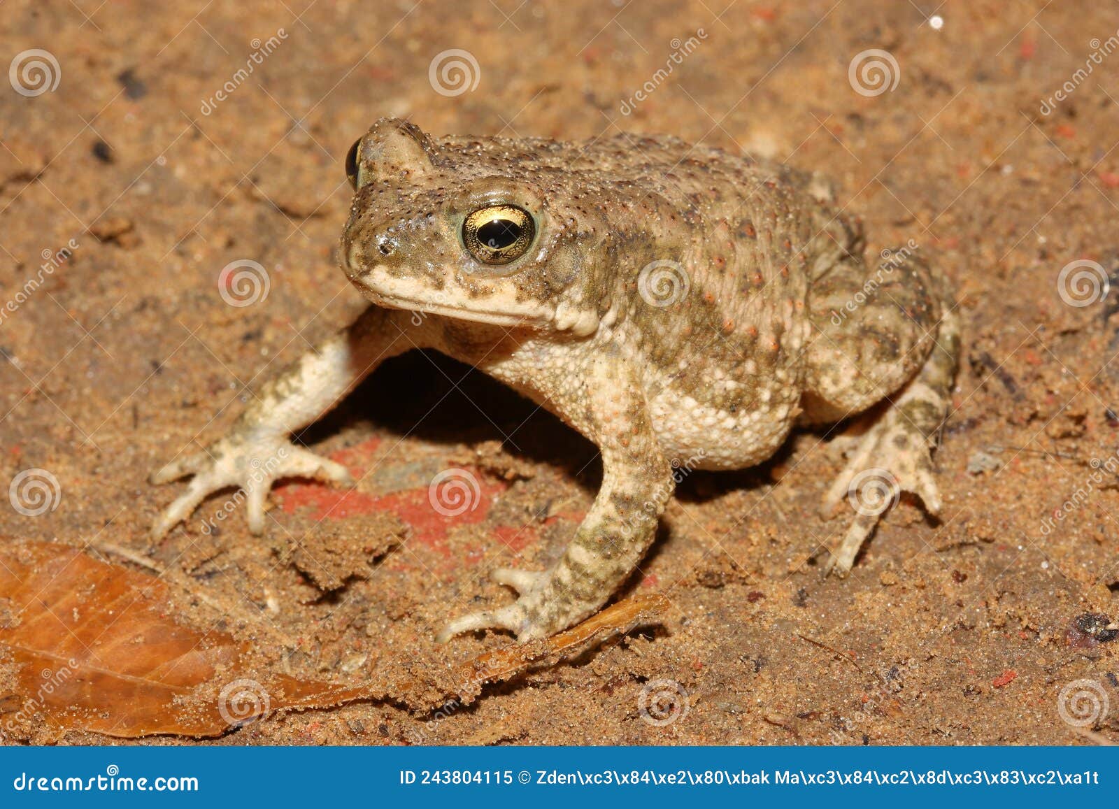 Duttaphrynus Stomaticus - Indian Marbled Toad, Punjab Toad, Indus ...