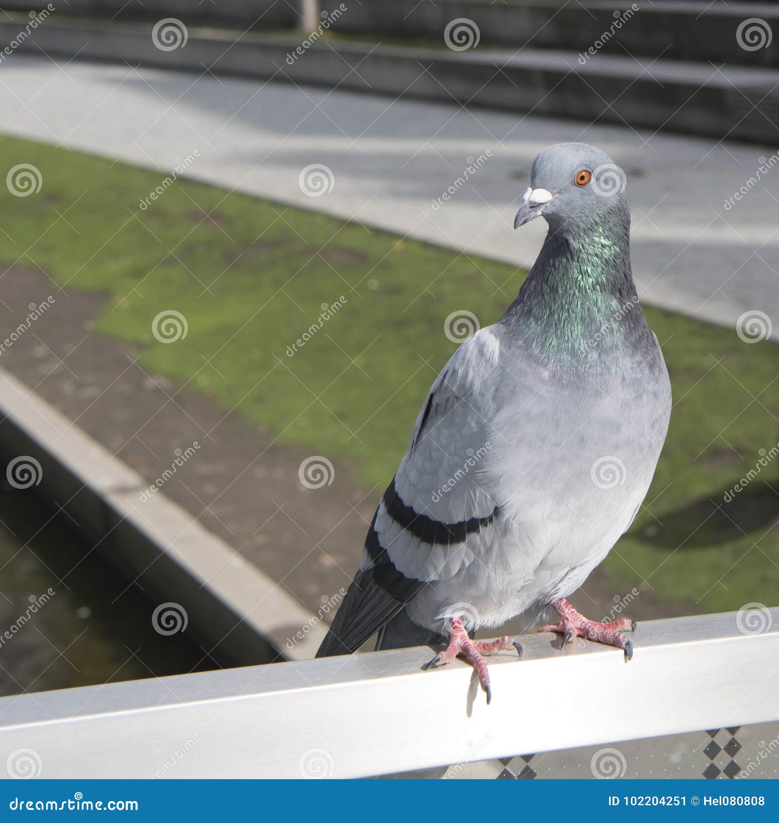 Duva fotografering för bildbyråer. Bild av fjädrar, ögon - 102204251