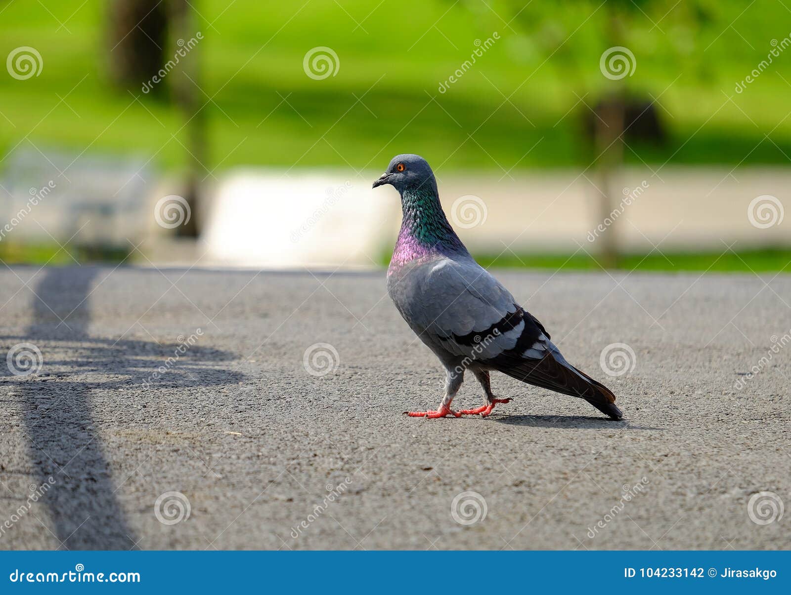 Duva arkivfoto. Bild av djurliv, enkelt, parkera, duva - 104233142