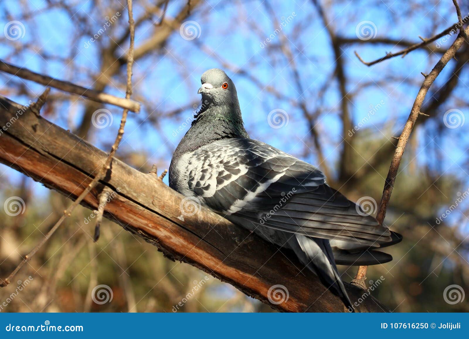 Duva arkivfoto. Bild av parkera, duvor, dagsljus, kallt - 107616250