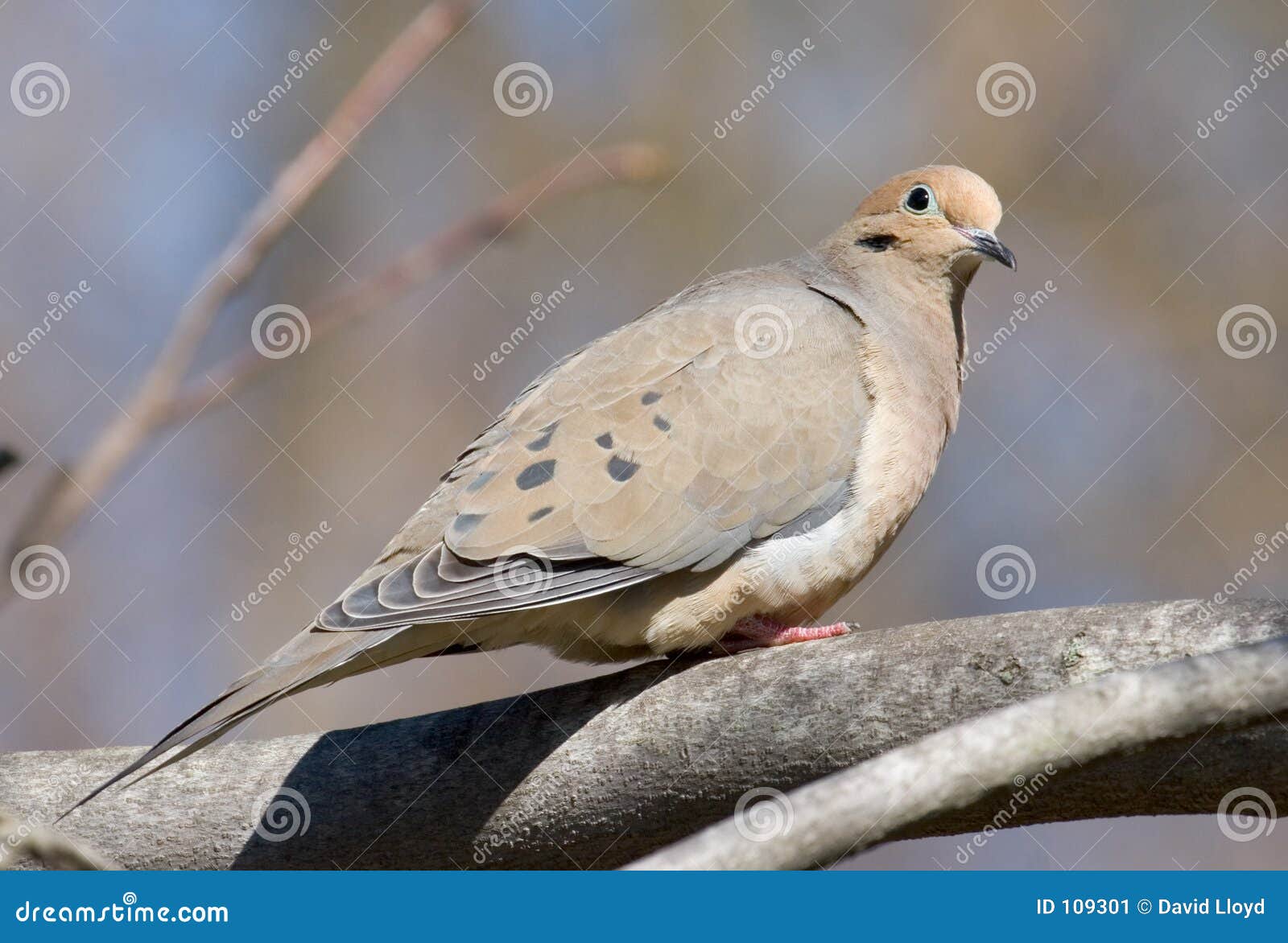 Duva fotografering för bildbyråer. Bild av duva, sörja - 109301