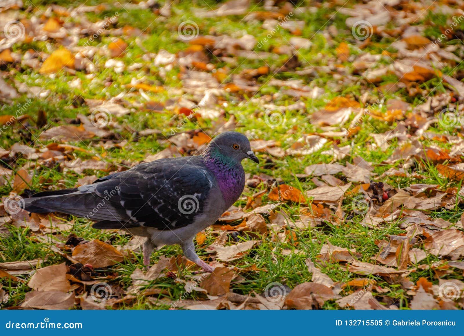 Duva fotografering för bildbyråer. Bild av blad, färgrikt - 132715505
