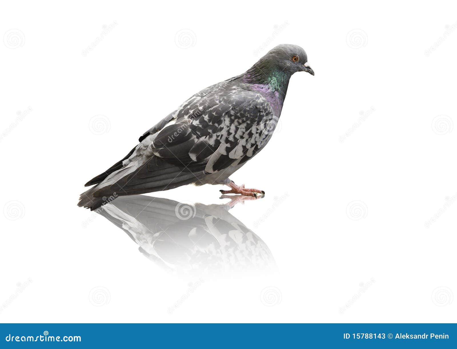 Duva fotografering för bildbyråer. Bild av kvinnlig, stängning - 15788143