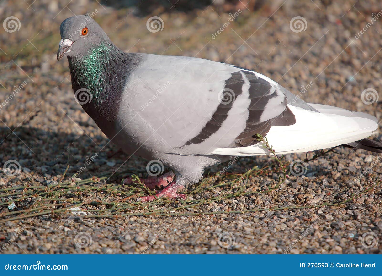 Duva 2 fotografering för bildbyråer. Bild av natur, stad - 276593