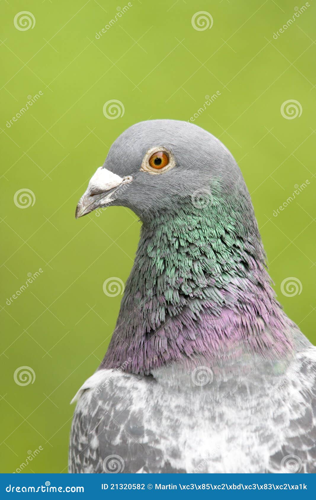 Duva arkivfoto. Bild av angus, stänga, detalj, utveckling - 21320582