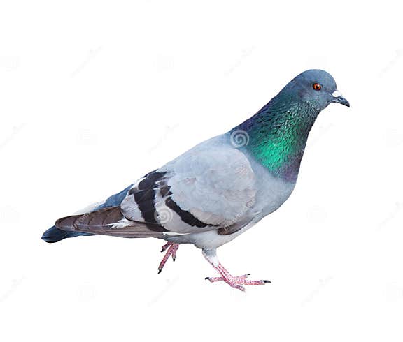 Duva arkivfoto. Bild av urklipp, plattform, stängning - 24797304