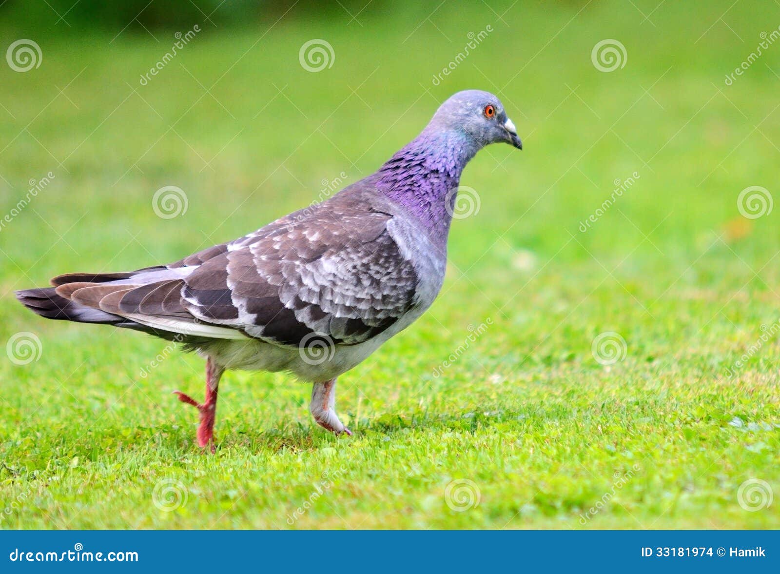 Duva arkivfoto. Bild av jordning, djurliv, fred, öga - 33181974
