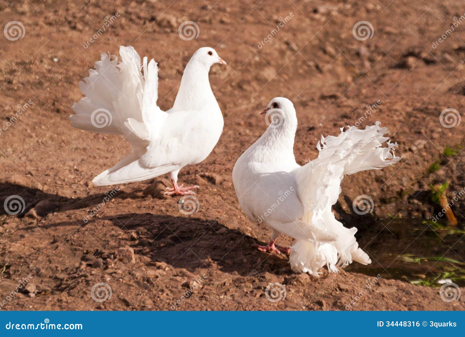 Duva arkivfoto. Bild av kanon, angus, duva, symboliskt - 34448316