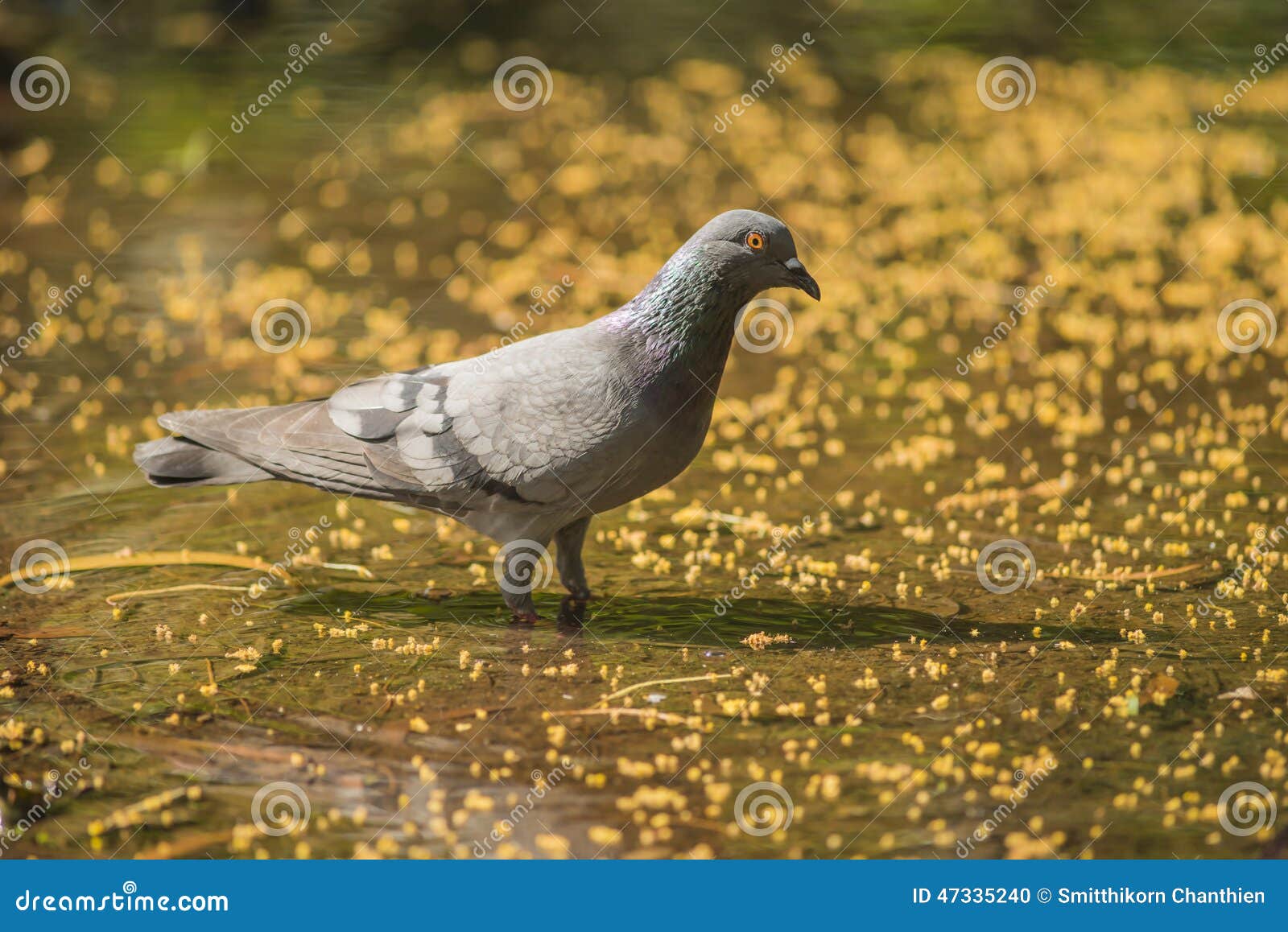 Duva arkivfoto. Bild av fauna, duva, parkera, djurliv - 47335240