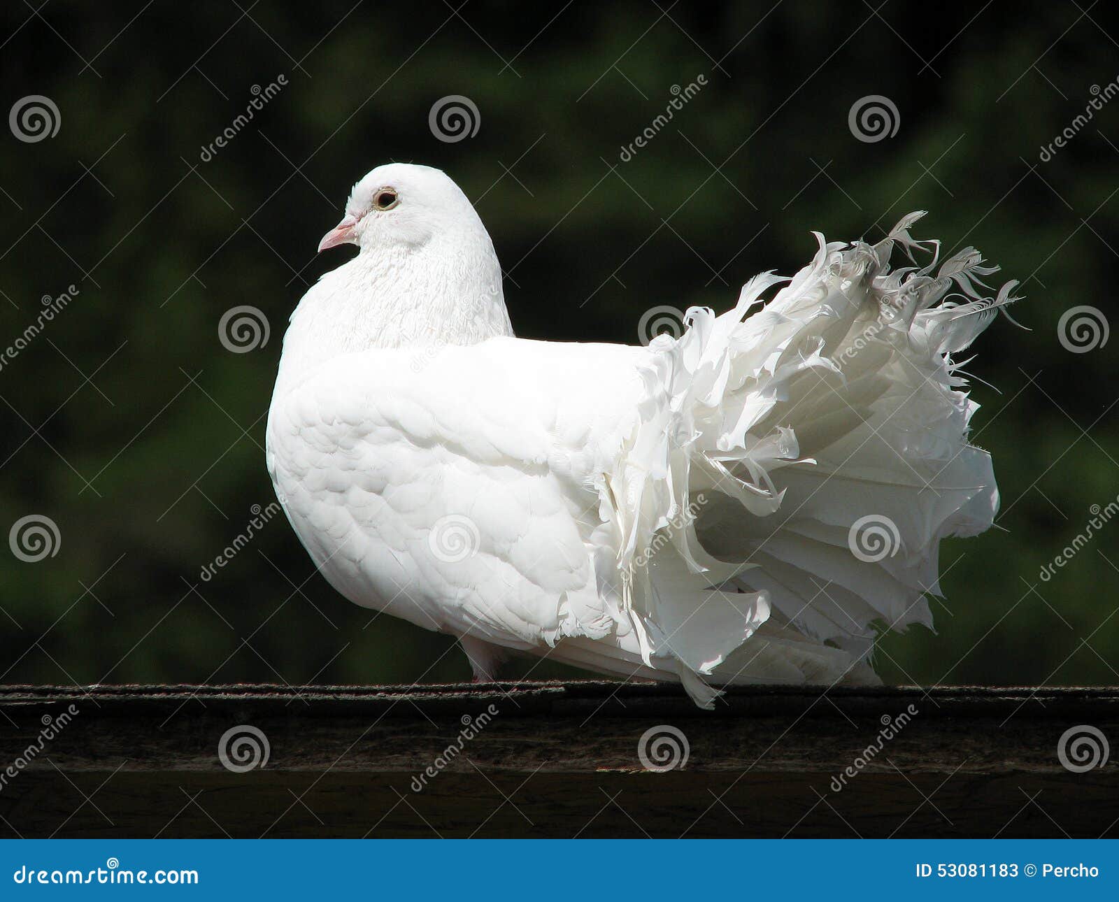 Duva fotografering för bildbyråer. Bild av djurliv, beteende - 53081183