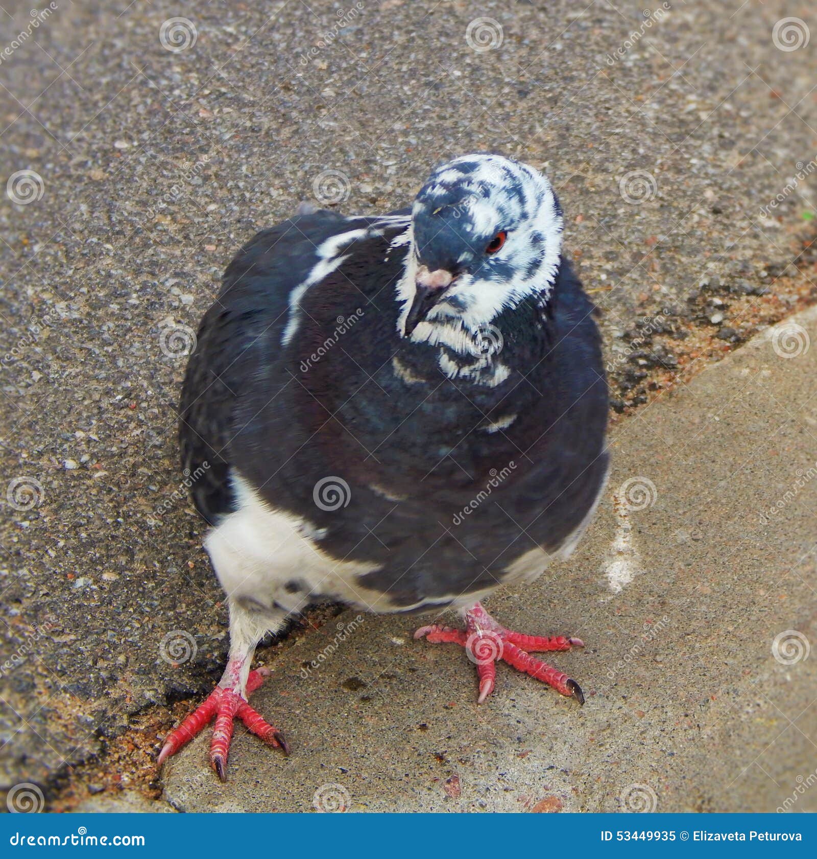 Duva fotografering för bildbyråer. Bild av natur, härlig - 53449935