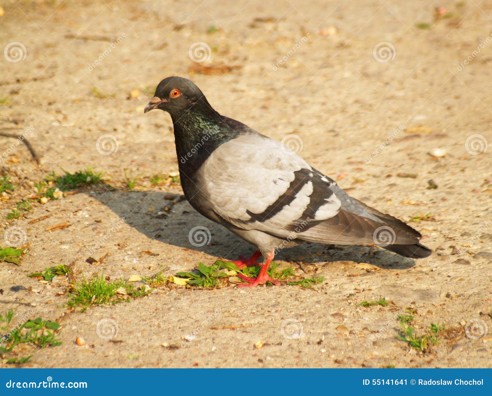 Duva fotografering för bildbyråer. Bild av soligt, duva - 55141641