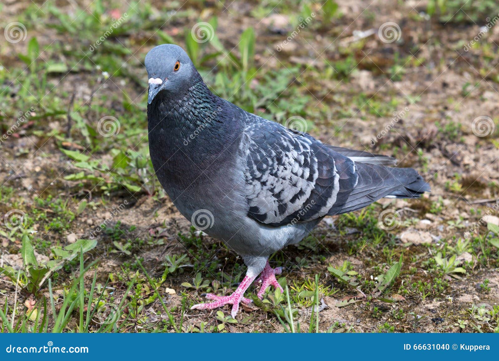 Duva arkivfoto. Bild av livstid, beta, natur, skövling - 66631040