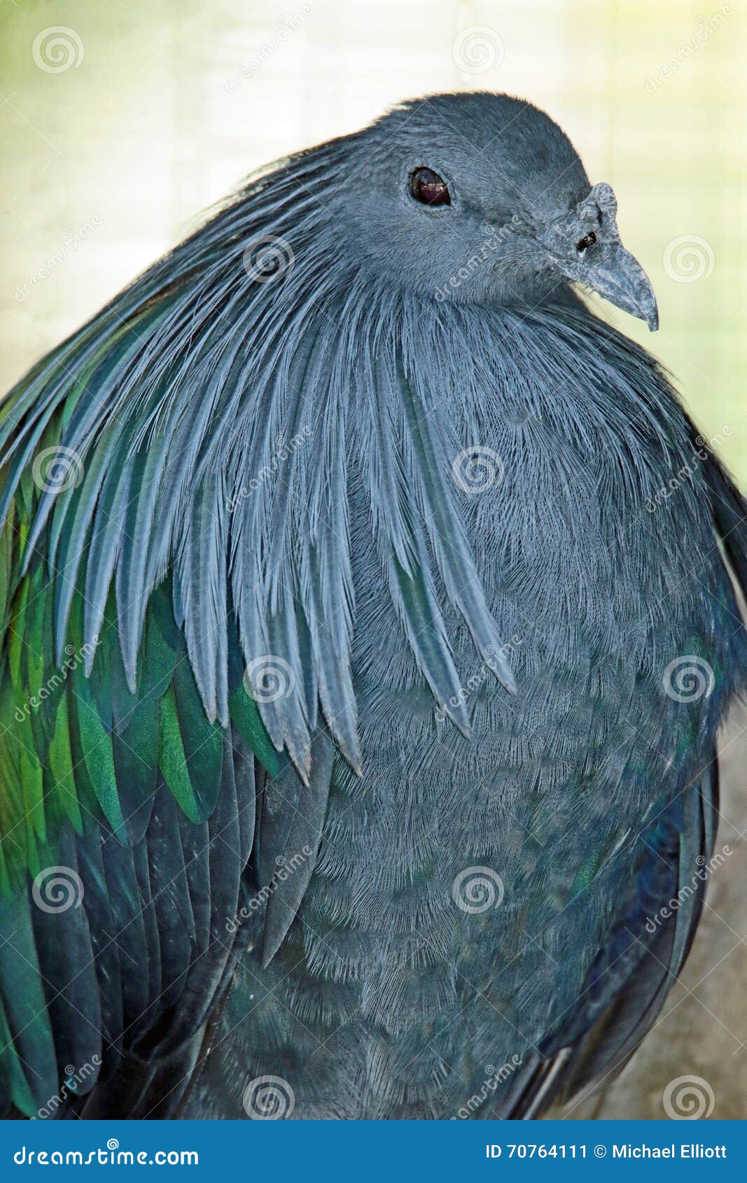 Duva fotografering för bildbyråer. Bild av nikobar, papegoja - 70764111